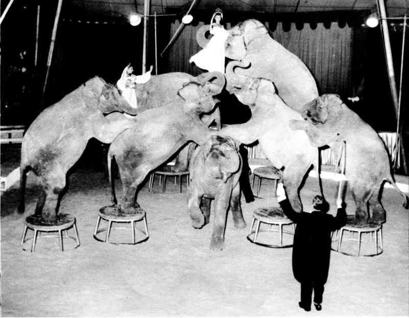 Circus Williams - Circopedia